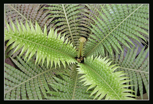 Ferns by croxie