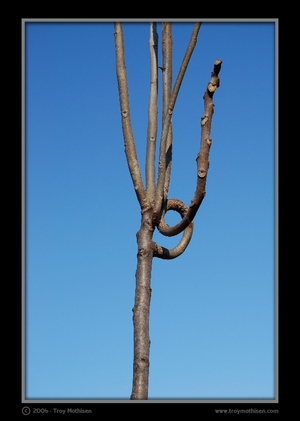 Tree Loop by tmathise