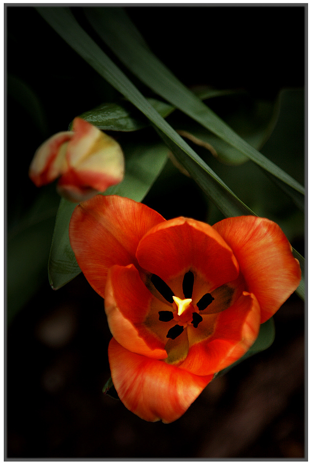 flower a023 by Chimeric_Imager