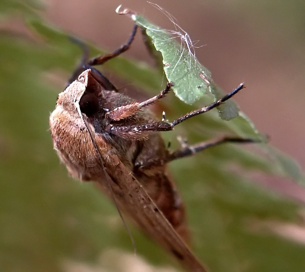 Lesser Broad-bordered Yellow Underwing by iaacf