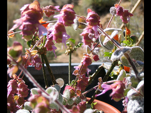 Fuzzy Garden Oregano by limnson