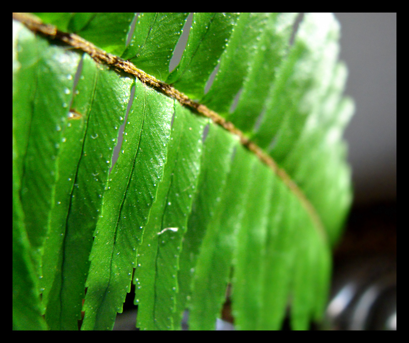 fern curve by ACS-001