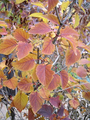 Visual Plant Aura by limnson