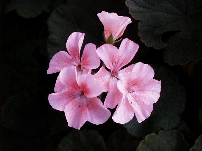 Blushing Geraniums by wonderworld
