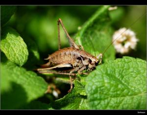 Angry hopper by DefKisum