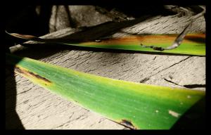 grass plank by ACS-001