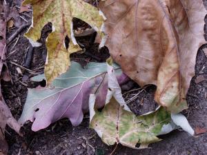 Crispy Colors Of Fall by wonderworld
