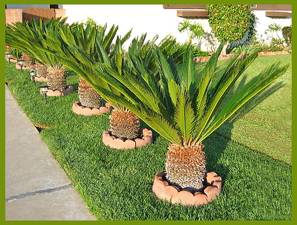 Cycad/sago trees all in a row by goodoleboy
