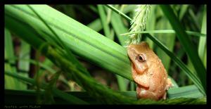 peeper with flash by ACS-001