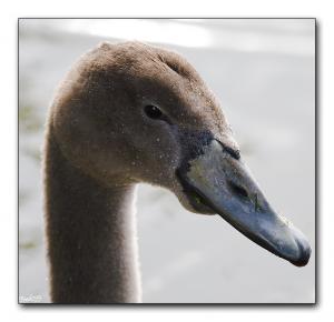 Swan Signet by Fred255