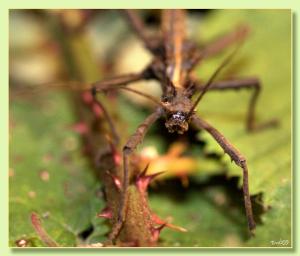 Sticky The Stick Insect by Fred255