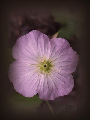 Last Evening Primrose by wonderworld