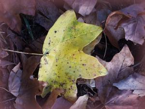Crunchy Colors Of Late Autumn by wonderworld