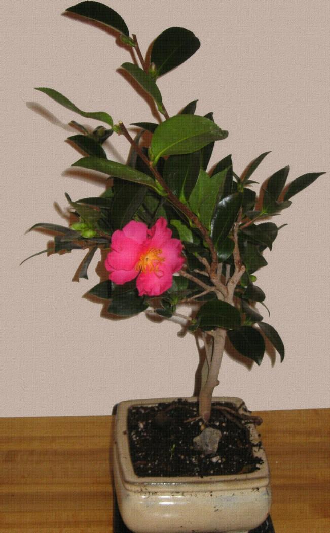 Camellia Bonsai by ShadowsNTime