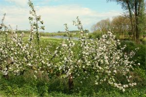 An apple tree landscape by iaacf
