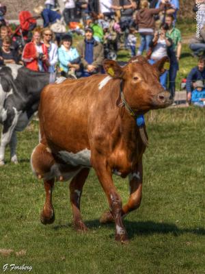 Swedish red cattle by Junglegeorge