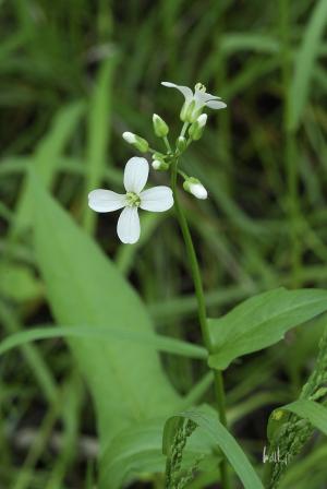 Spring Cress Cardamine bulbosa by whtknight