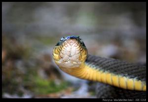 Yellow Bellied Water Snake 3 - D40X - 5-25-09 by Leeco