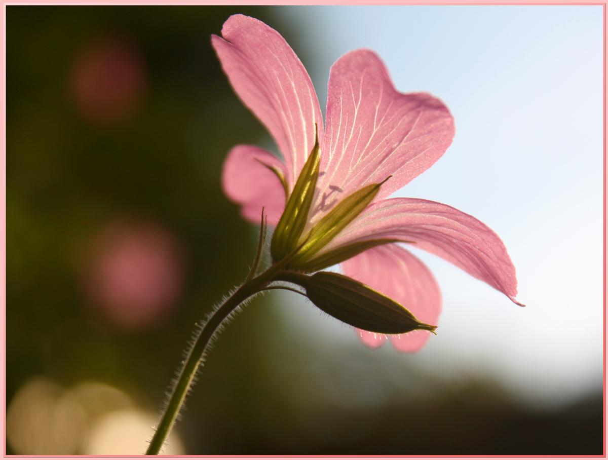 The pink beauty by iaacf