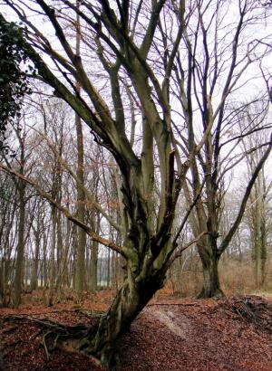 Bend tree by moochagoo