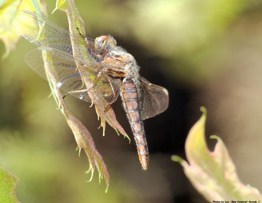 Blue Corporal - female 1 - 2010 by Leeco