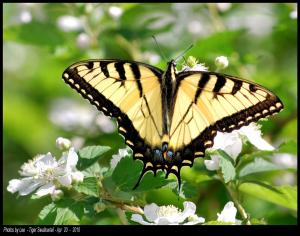 Eastern Tiger Swallowtail - male - Apr 20 by Leeco