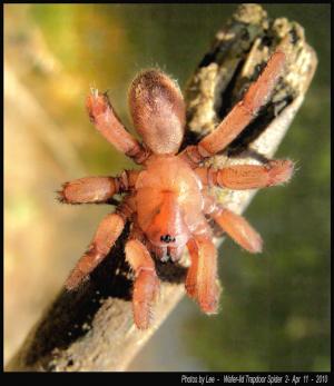 Wafer-lid Trapdoor Spider 2 by Leeco
