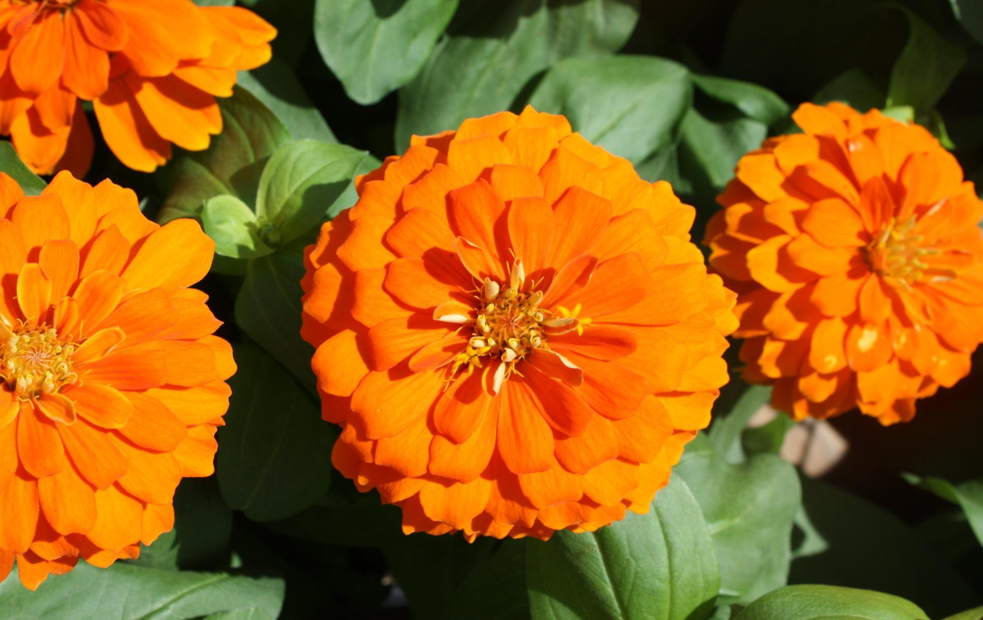 Orange Mums by danapommet