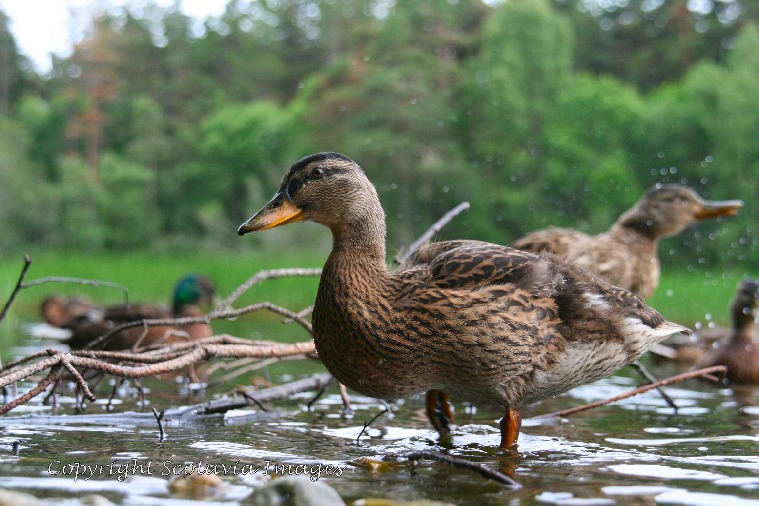 LOvely Duck by Garlor