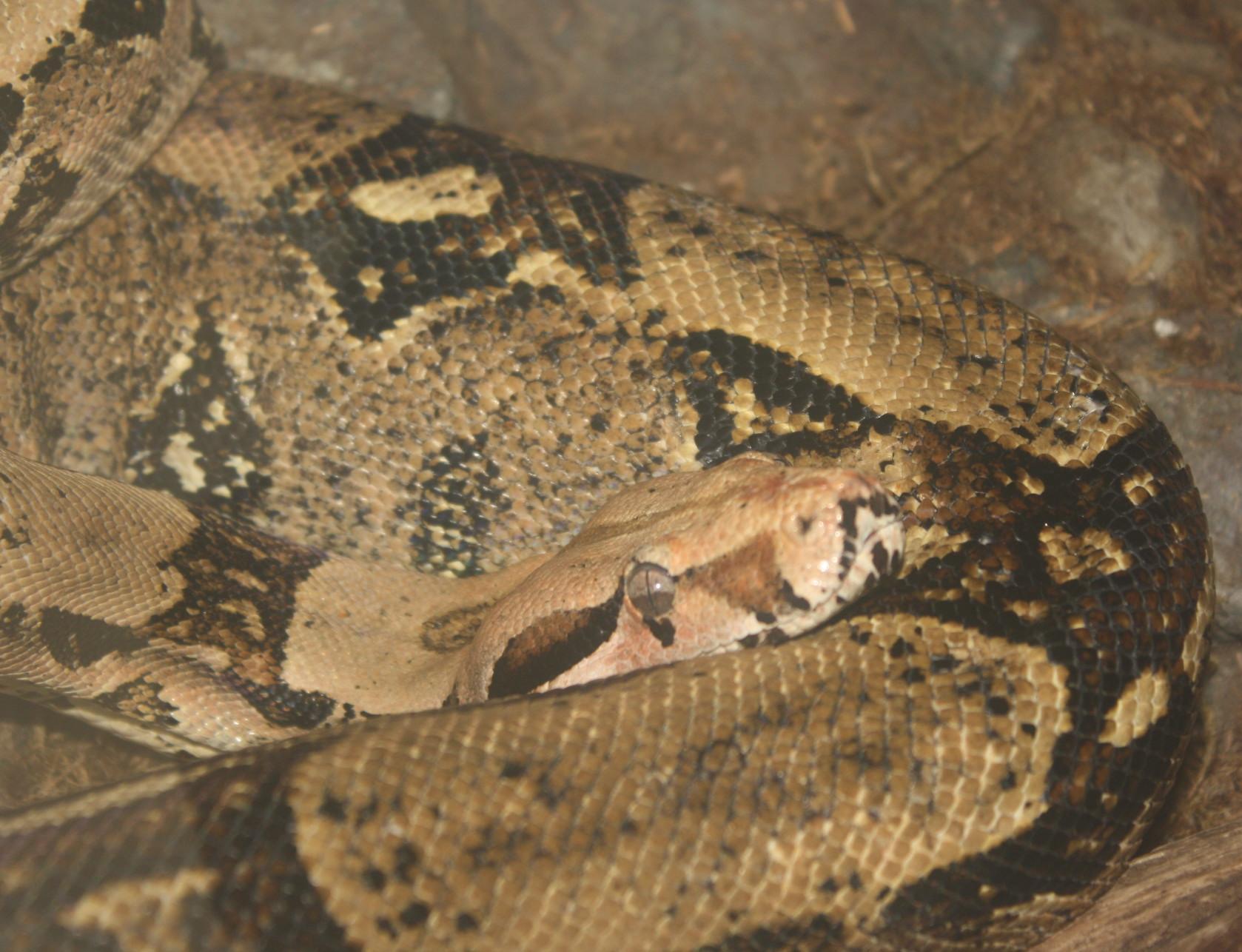 Red-Tailed Boa Constrictor by danapommet
