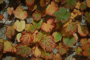 leafscape by alanwilliams