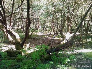 Brindley Heath by gillbrooks