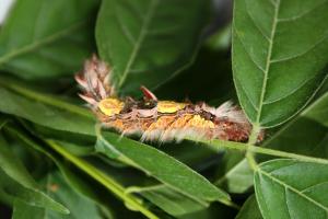 Peleides Blue Morpho larvae by danapommet