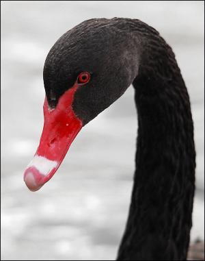 Old Red Eye Is Black by Crabbycabby