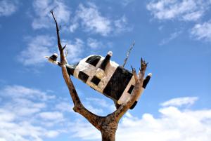 Cow Up A Tree! by blinkings