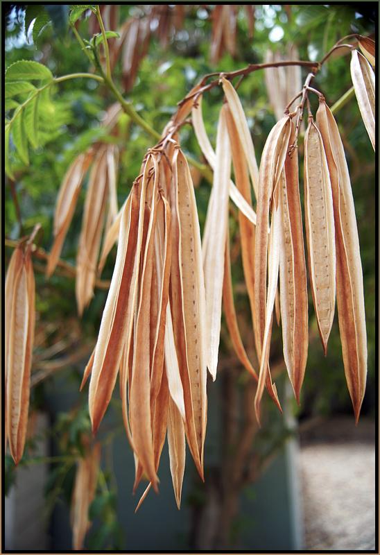 Seed pods by cfulton