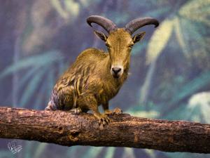 Pygmy Barbary sheep by Junglegeorge