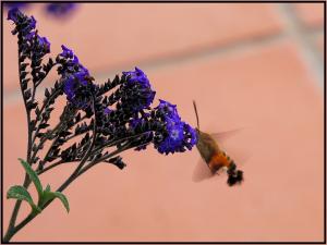 Flutter thing by cfulton