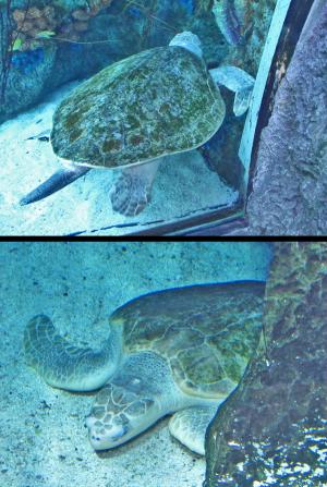 Olive Ridley Sea Turtle by goodoleboy