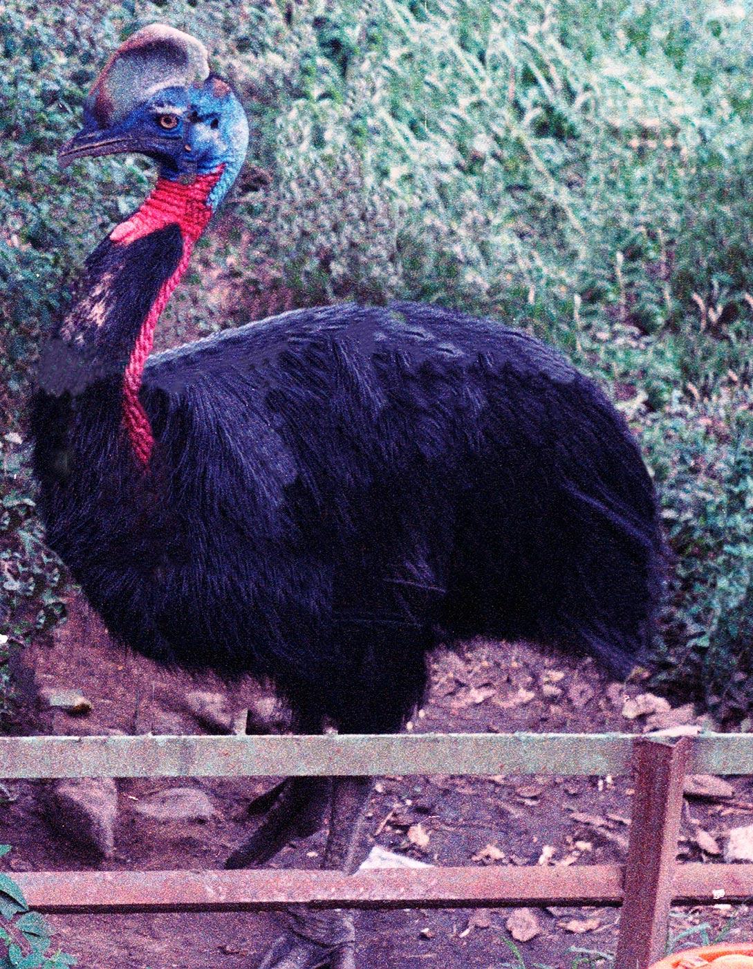 Jurassic Bird by wysiwig