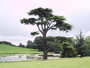 A Grand Tree, Staunton Harold Estate, Leics by Art4u