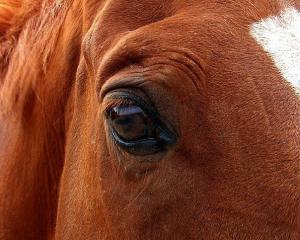 Ted-eye by AddictionByDesign