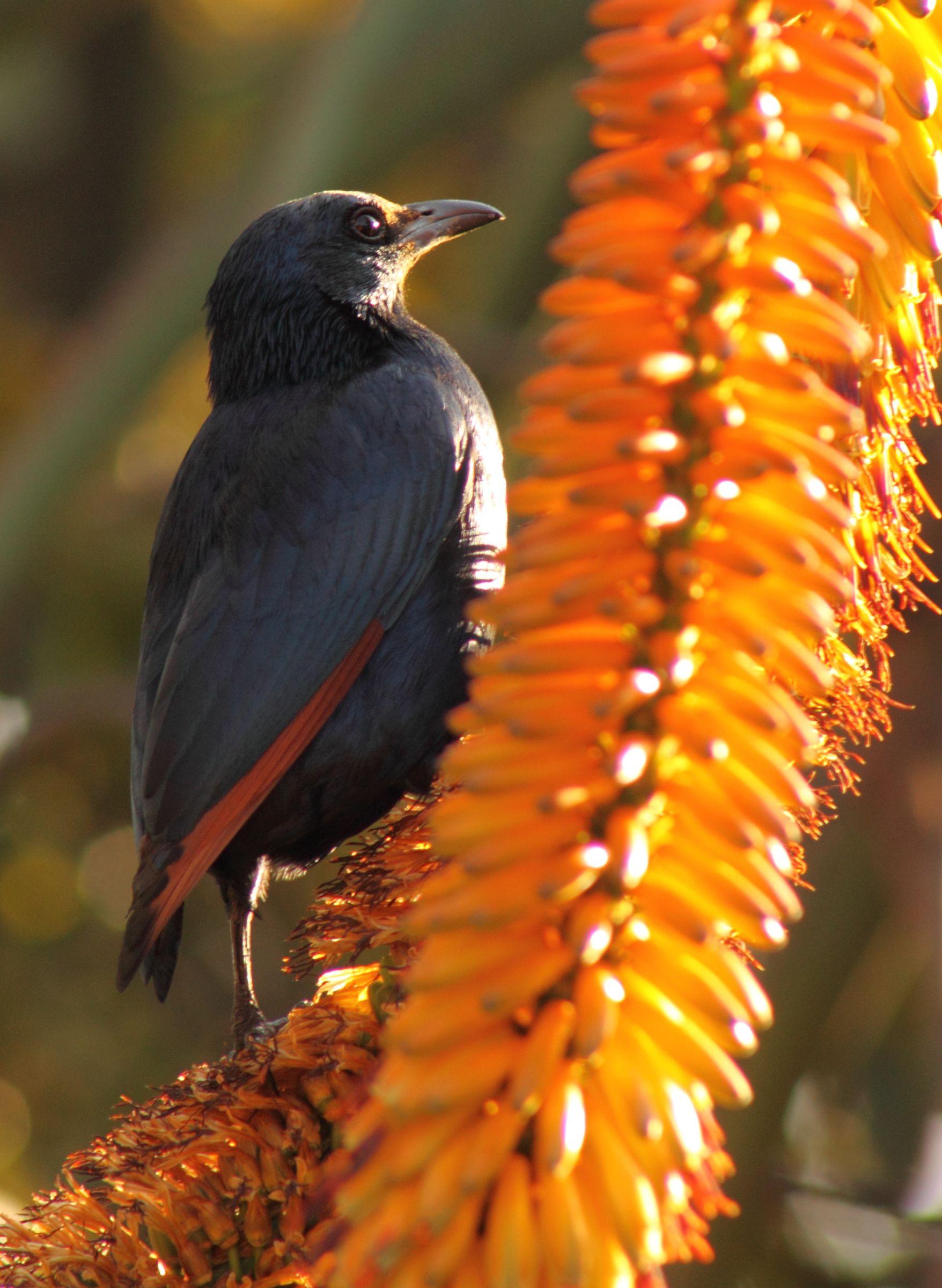 Red Winged Starling ( Male), by kgb224