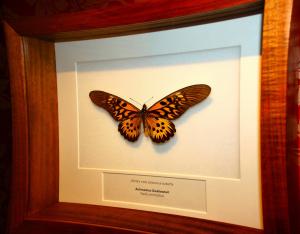 The world's most poisonous butterfly. by blinkings