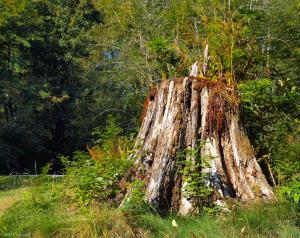 Historic Stumps by bmac62
