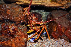 Rockpool Peek-a-boo. by blinkings