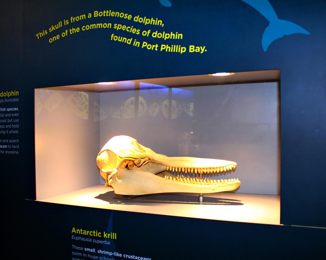 Bottlenose dolphin skull. by blinkings