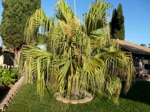 Exhausted tree by goodoleboy