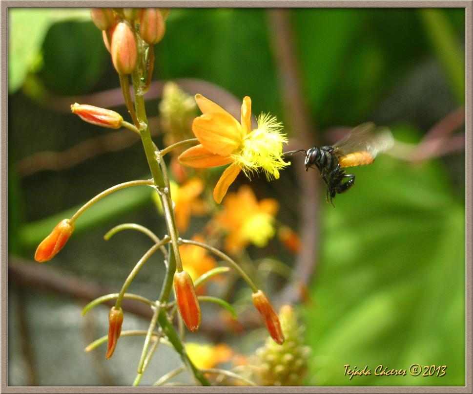 "Chumelo" bee. by netot