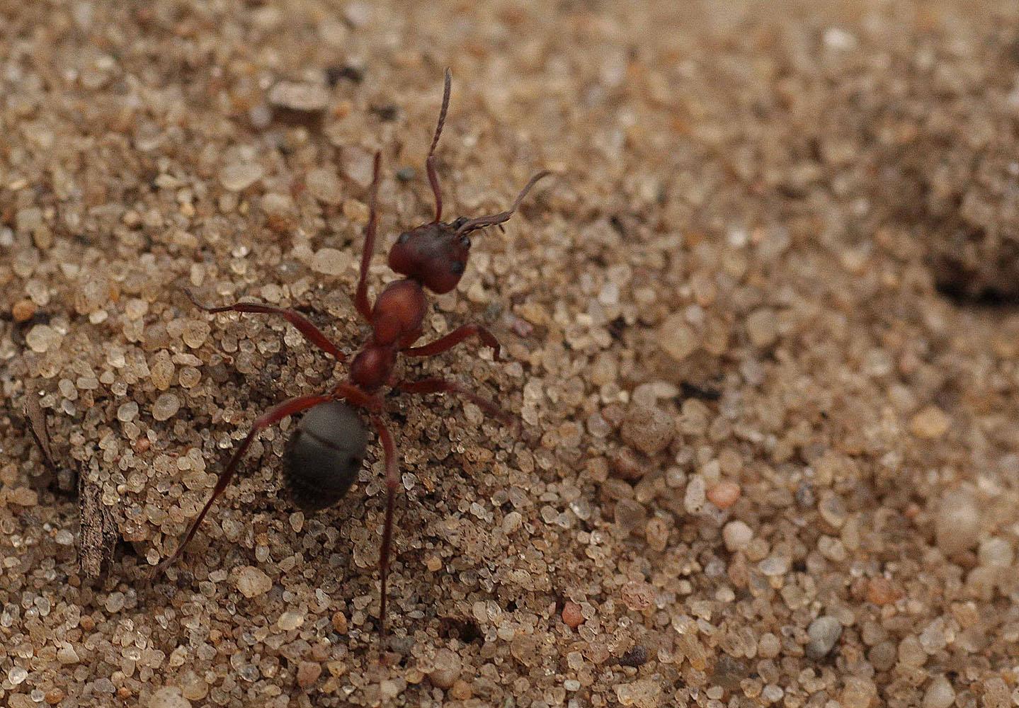 rode bosmier/formica polyctena by prutzworks